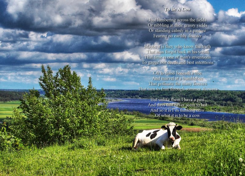 To Be A Cow - Inspirational Poems by Robert Longley