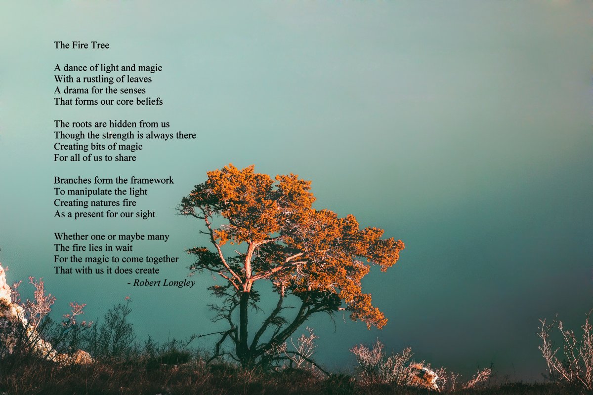 The Fire Tree - Sacred Poems - books and art